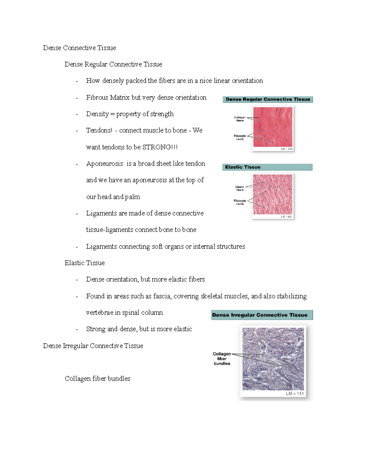 Document 5 - Lecture 5 - Dense Connective Tissue Dense Regular ...