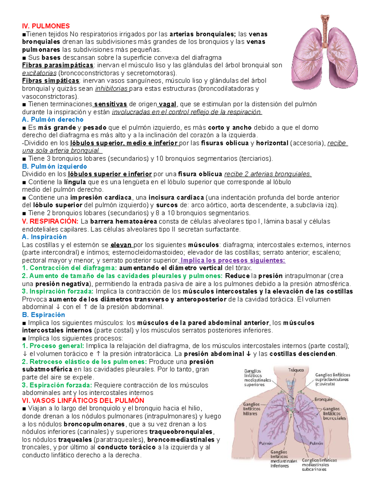 Torax Anato - IV. PULMONES Tienen tejidos No respiratorios irrigados ...
