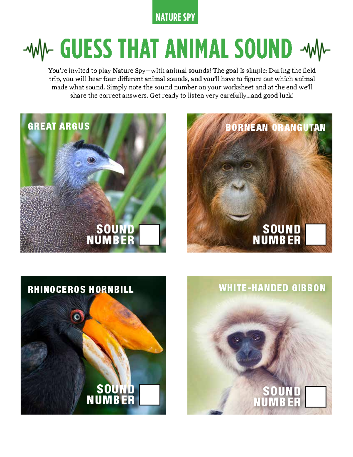 Borneo Nature Spy - Tty - GUESS THAT ANIMAL SOUND SOUND NUMBER SOUND ...