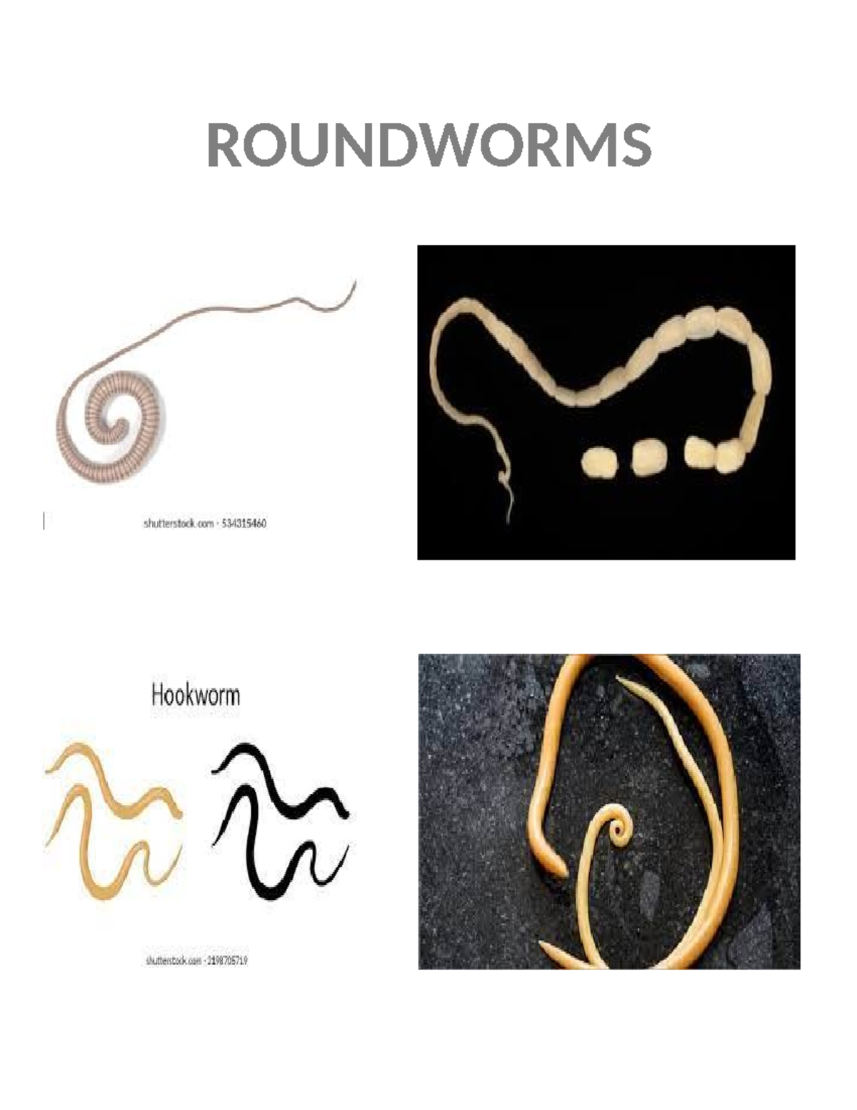 Roundworms - I hope you like it - Information and Communication ...