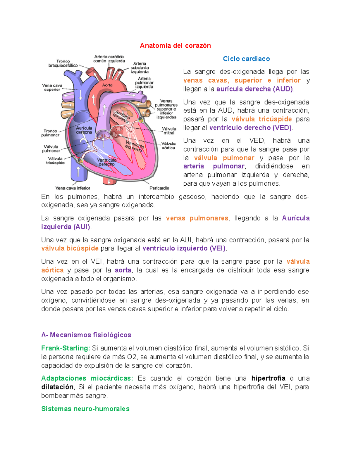 Insuficiencia Cardiaca - Anatomía del corazón Ciclo cardiaco La sangre ...