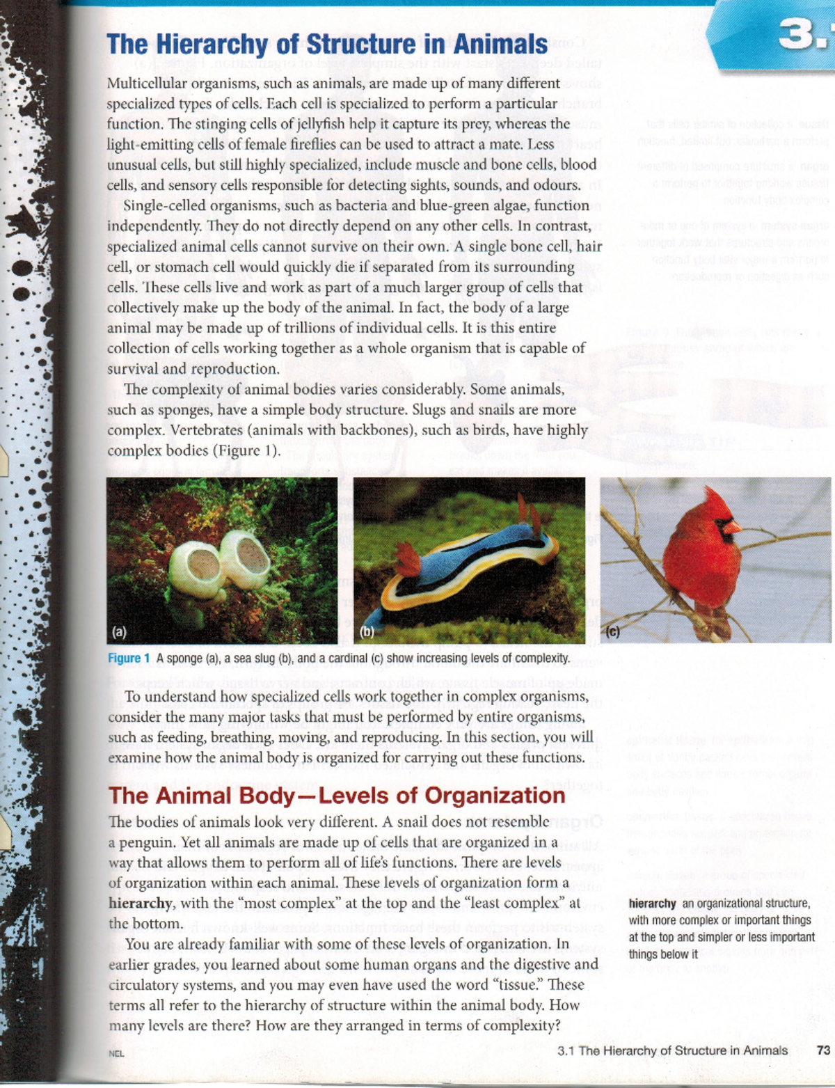 3.1 Hierchary of structure in animals - Studocu