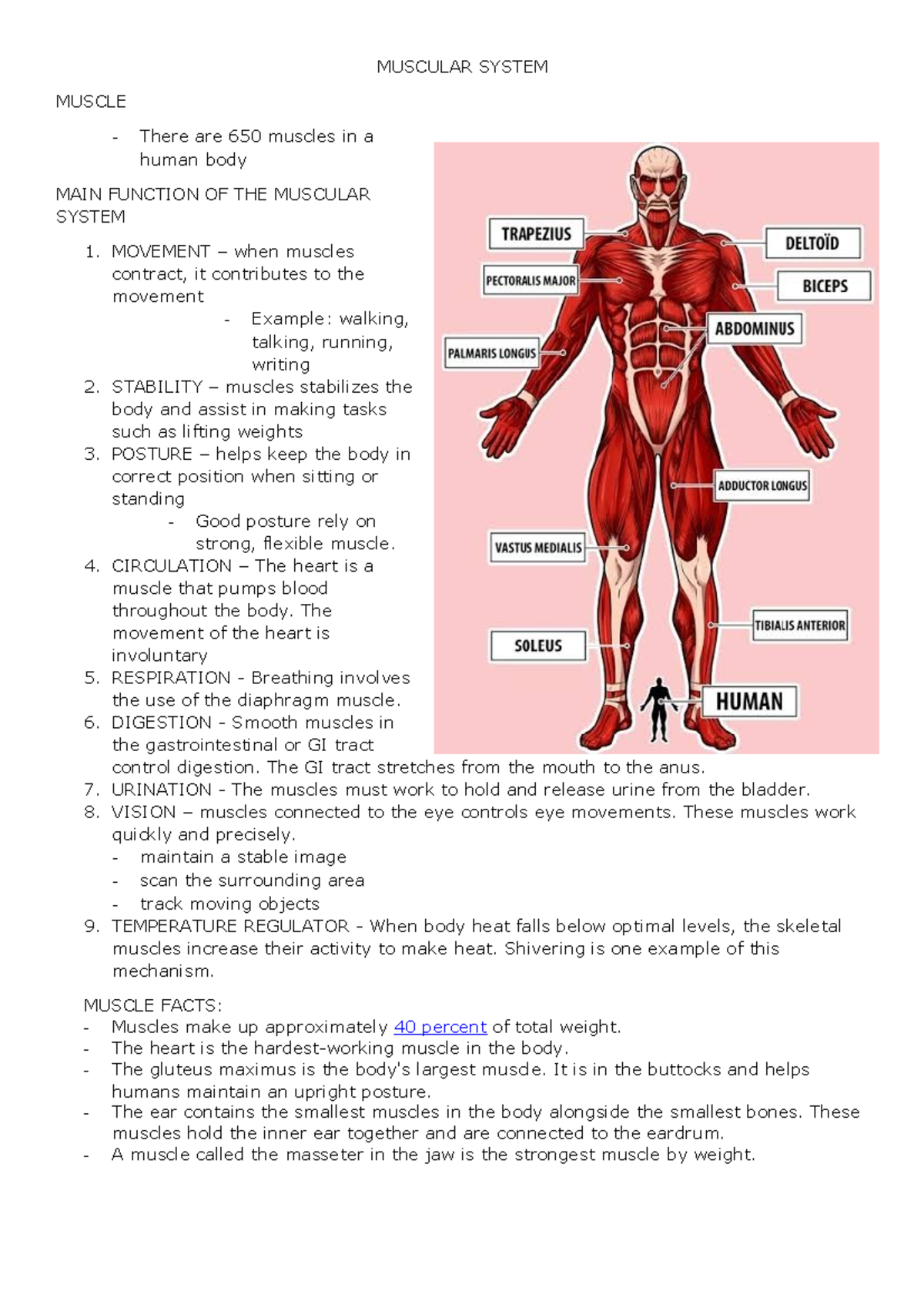 Muscular System Anatomy MUSCULAR SYSTEM MUSCLE There Are 650 Muscles