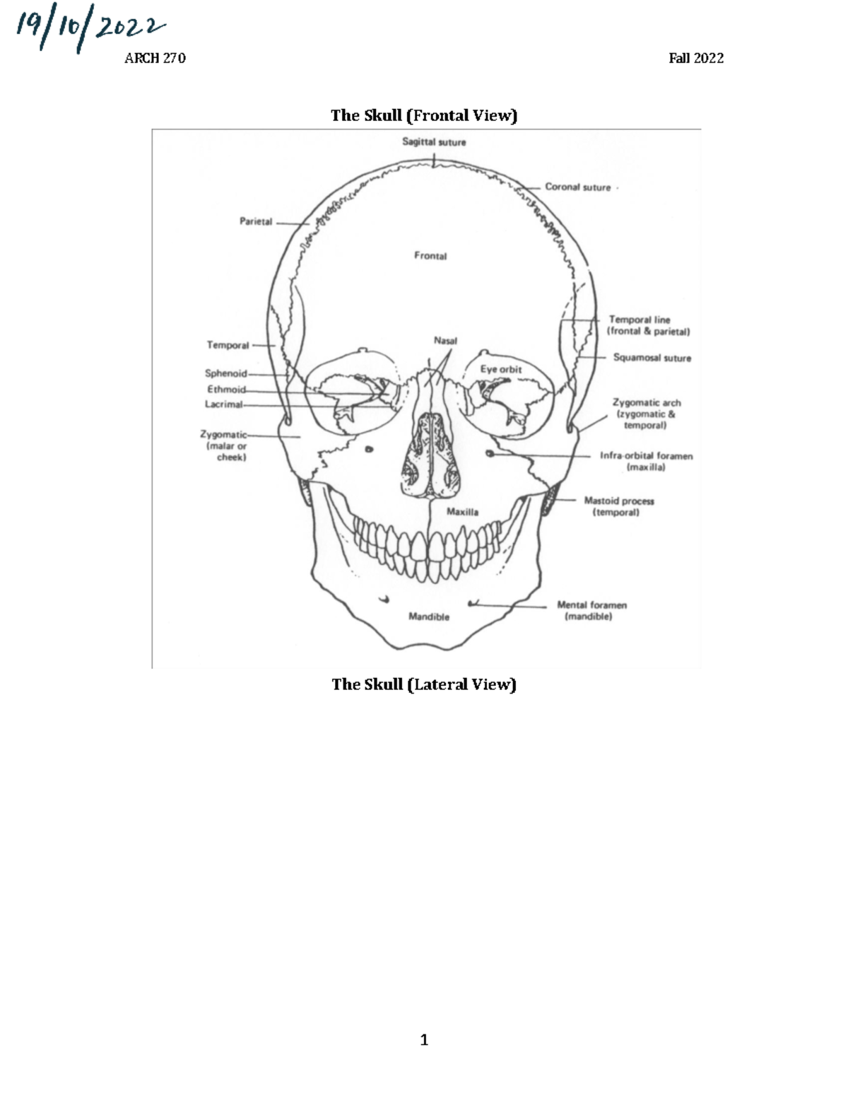 Lab 5 Supplemental - lab notes - Arch 270.3 - The Skull (Frontal View ...