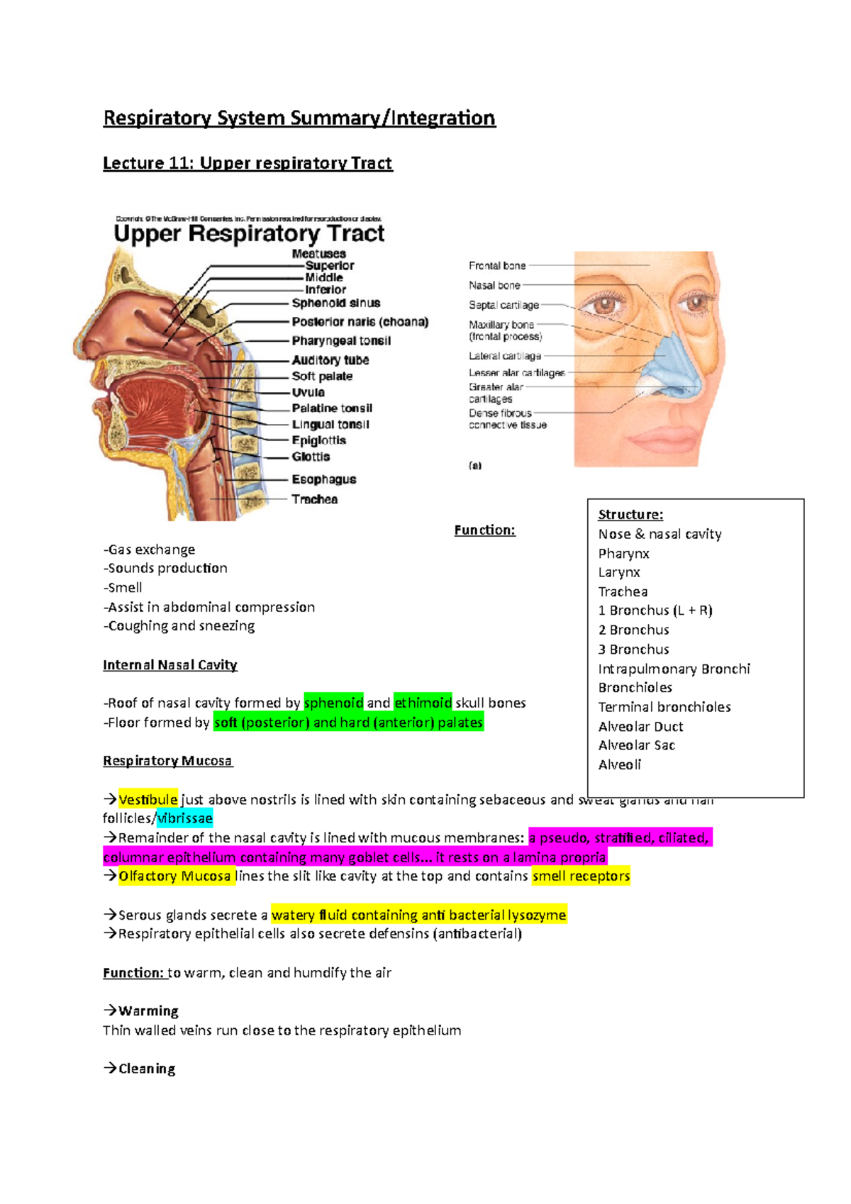 Respiratory System Summary - Respiratory System Summary/Integration ...