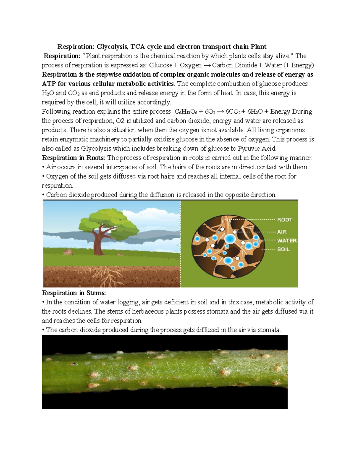 Respiration in plants - Respiration: Glycolysis, TCA cycle and electron ...