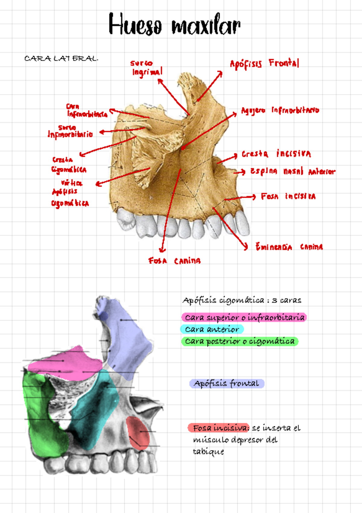 Maxilar - Uwu - Hueso maxilar CARA LATERAL Apófisis cigomática : 3 ...