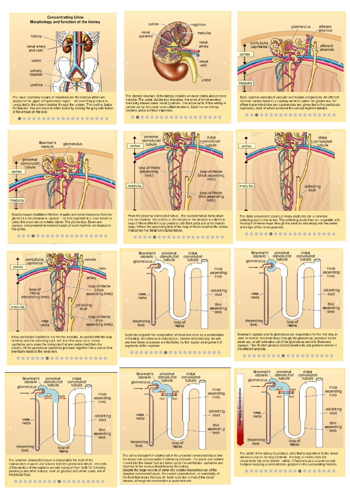 Summary nieren kort - Tubules of the Nephron The tubular system can be ...
