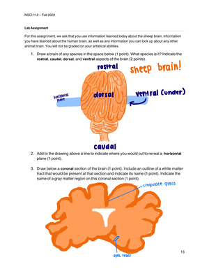 NSCI 2100 Sensory Transduction Pathways - Sensory Transduction ...