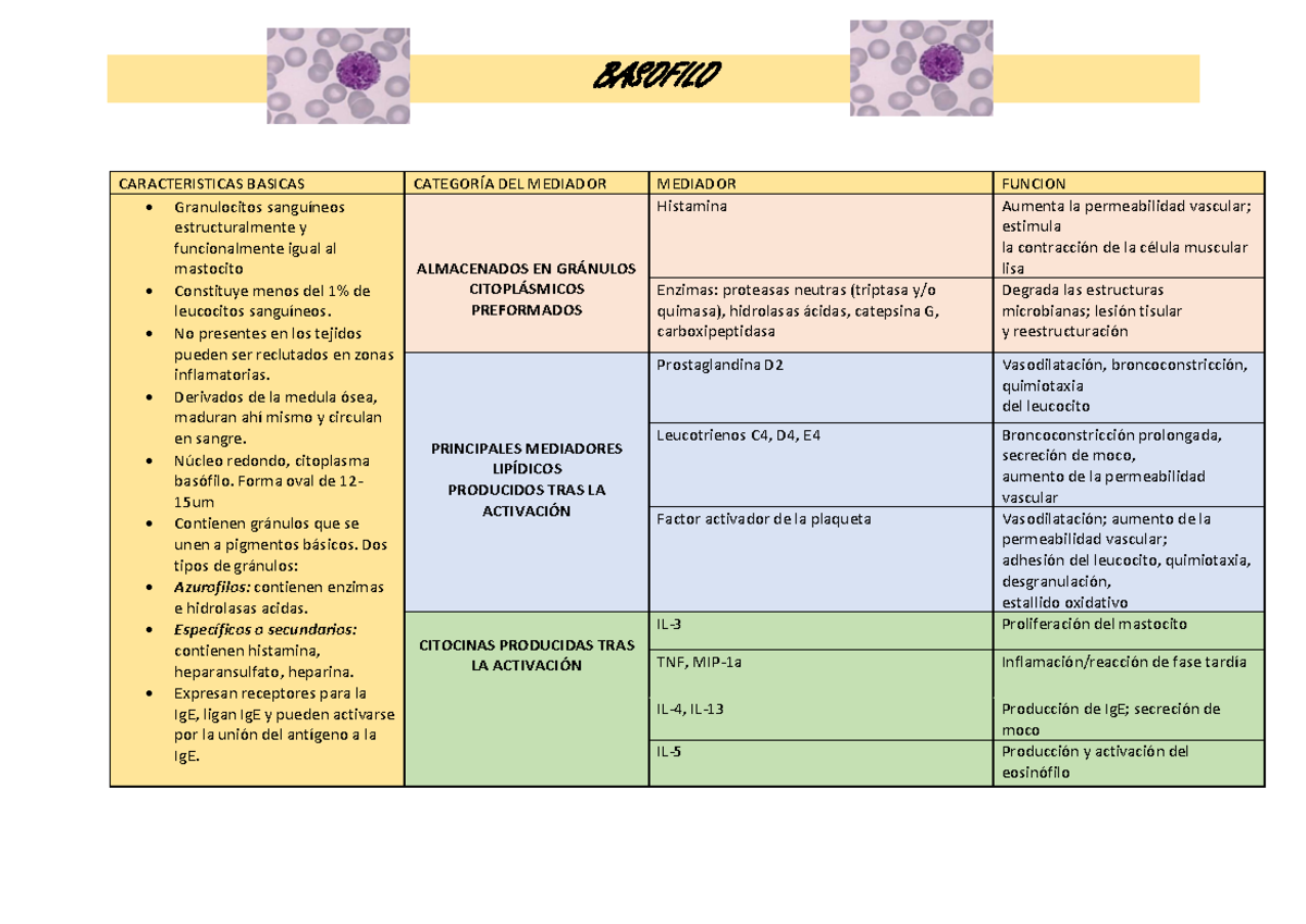 Basofilo - BASOFILO CARACTERISTICAS BASICAS CATEGORÍA DEL MEDIADOR ...
