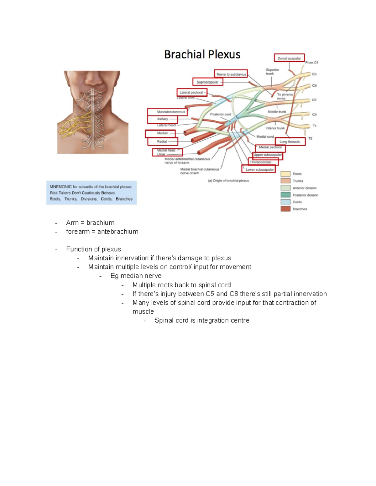 Extremedies - Lecture notes - Arm = brachium forearm = antebrachium ...