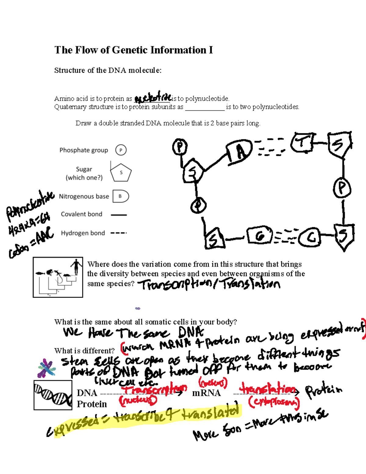 Lesson .13 Class Outline Flow of Genetic Information Part 1 - The Flow ...