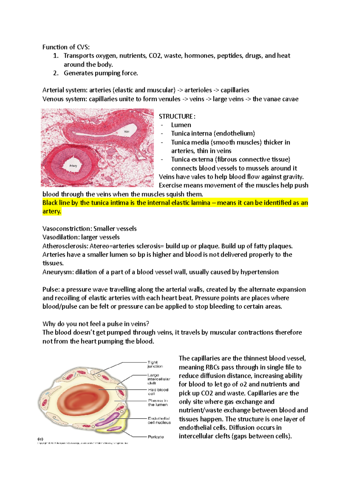 CVS 1 - blood vessels - Function of CVS: 1. Transports oxygen ...