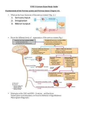 Unit 3 Cranial Nerves Worksheet - Page 1 Unit 3 – Cranial Nerves ...