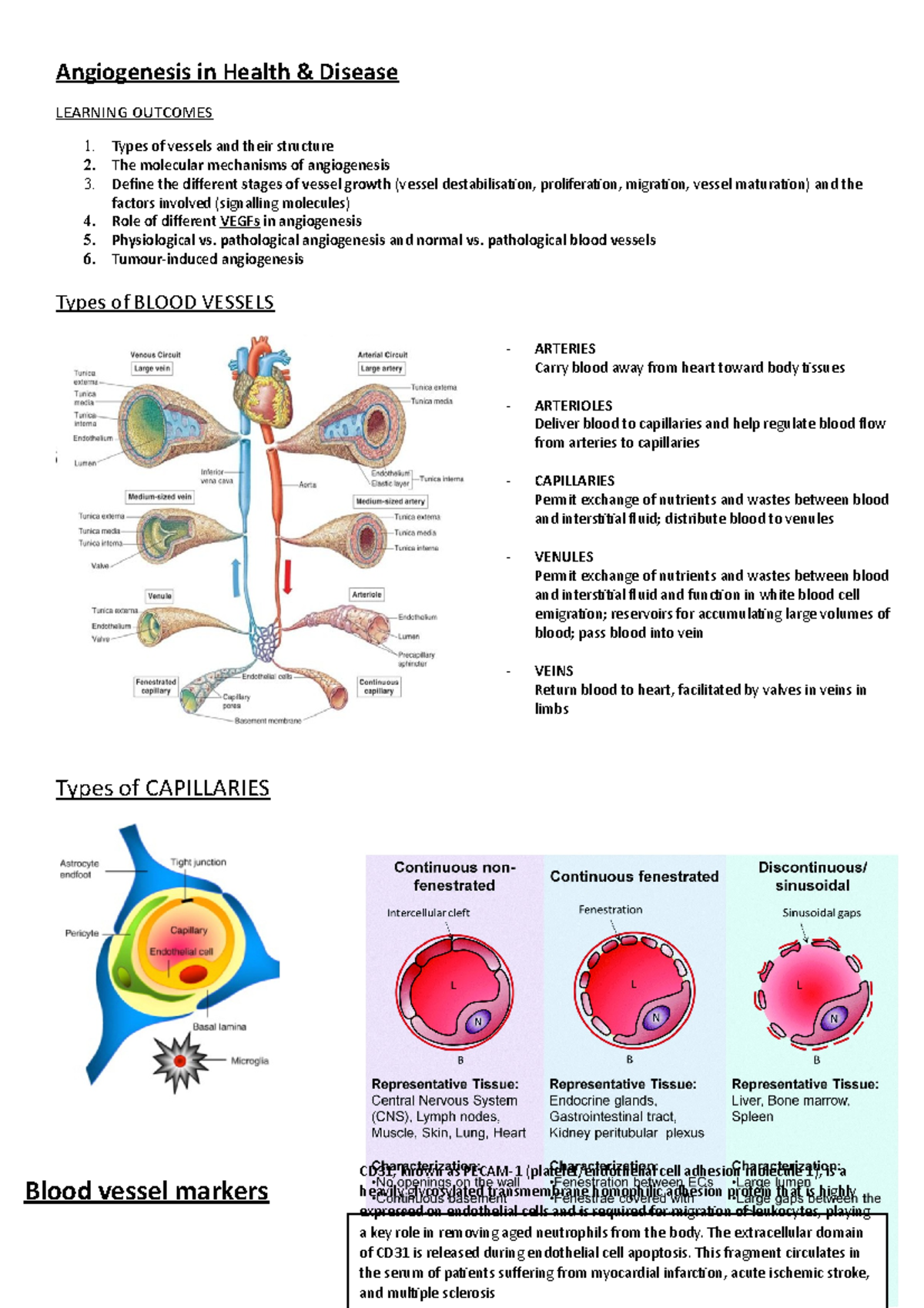 Angiogenesis in Health - Types of vessels and their structure 2. The ...