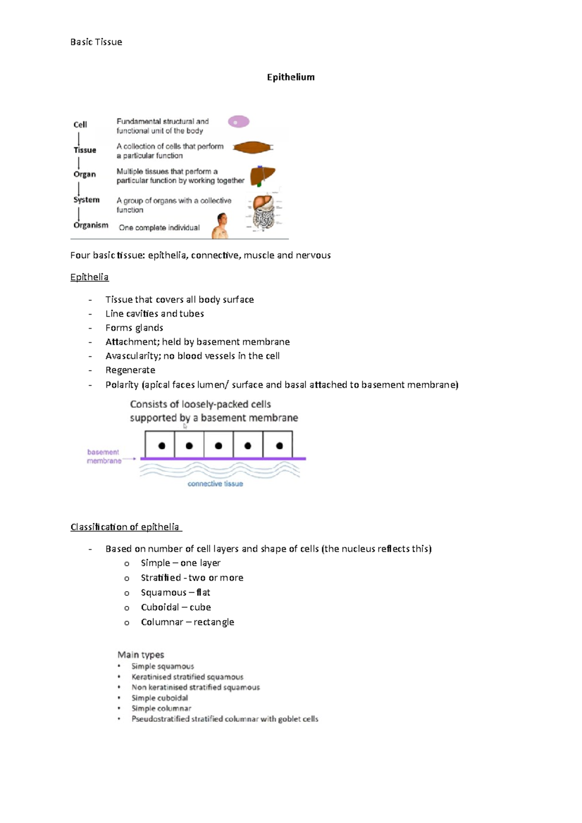 Basic tissue - lecture notes - Epithelium Four basic tissue: epithelia ...