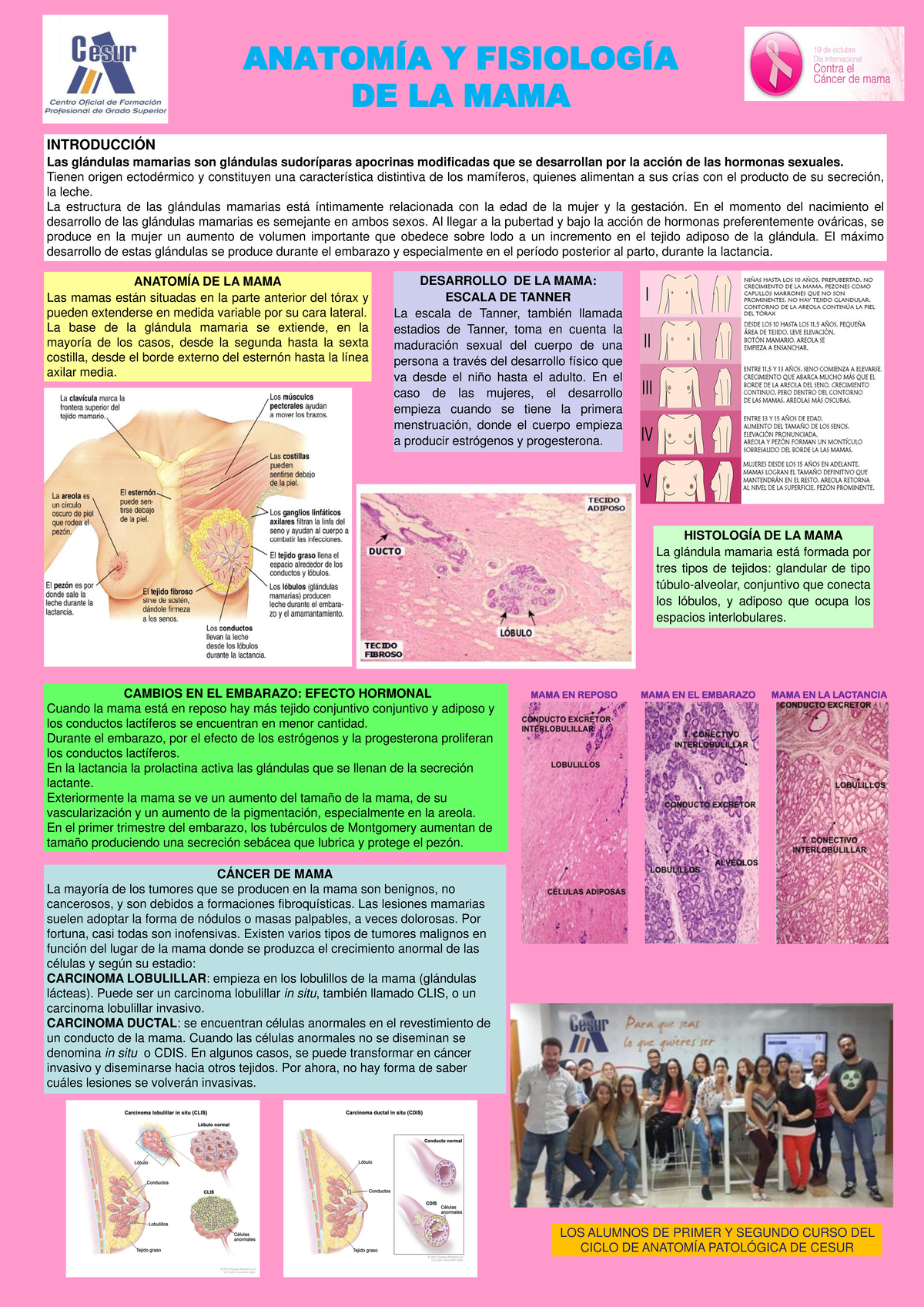 Póster Anatomía-1 - mama - ANATOMÍA DE LA MAMA Las mamas están situadas ...
