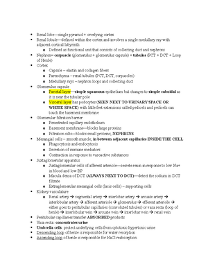 Muscular System - EXSS175 Ondrak Notes - The muscular gig stem ...