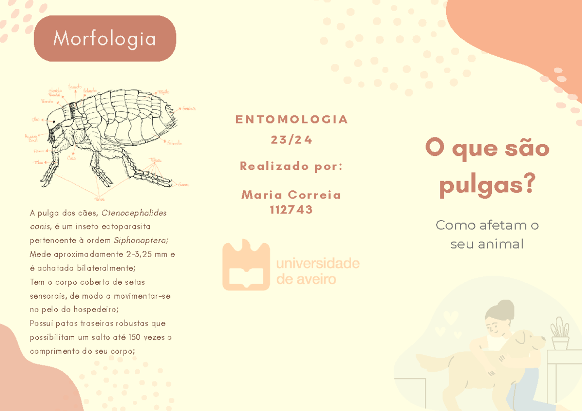 Entomologia panfleto - Como afetam o seu animal Morfologia O que são ...