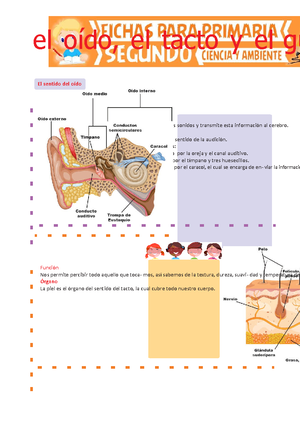 El oído el gusto y el tacto para Tercero de Primaria - El sentido del ...