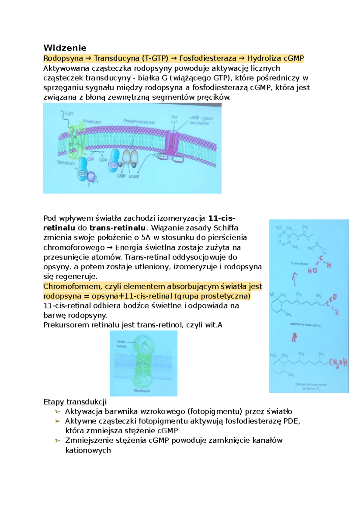 Proces widzenia - Widzenie Rodopsyna → Transducyna (T-GTP) → ...