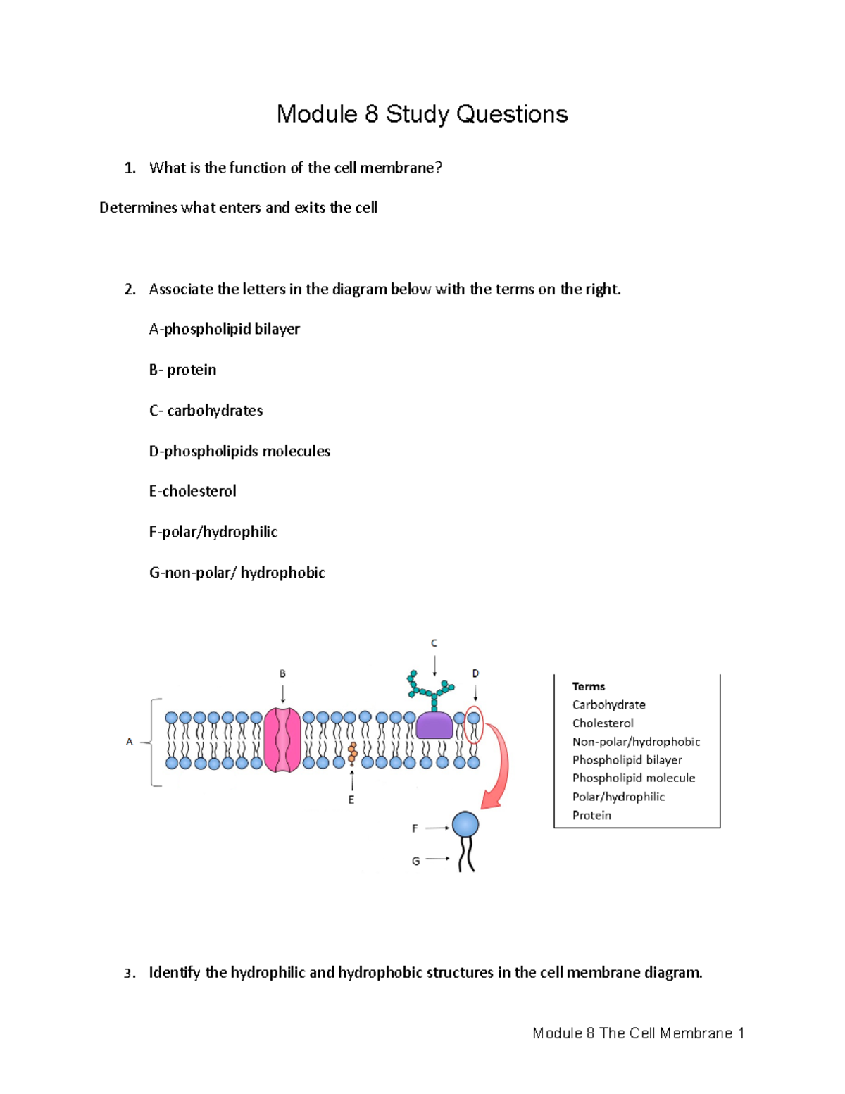 Module 8 Study Questions - Module 8 Study Questions What is the ...