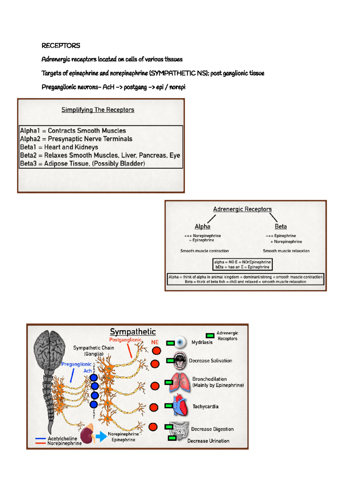 Pharmacology formulatory - RECEPTORS Adrenergic receptors located on ...