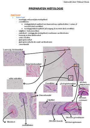Schema preparaten practica -Dunne huid_ Epitheel: meerlagig verhoornd ...