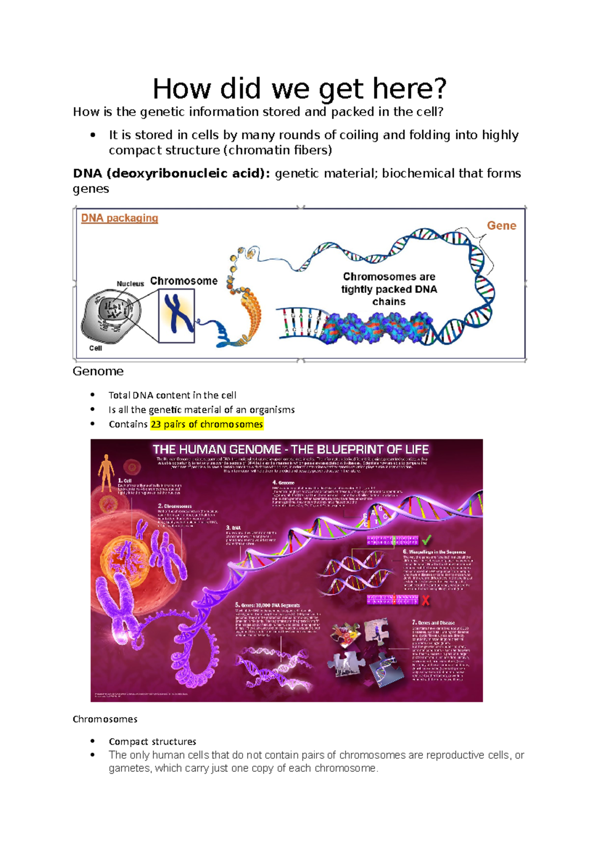 Genetics 01 notes - How did we get here? How is the genetic information ...