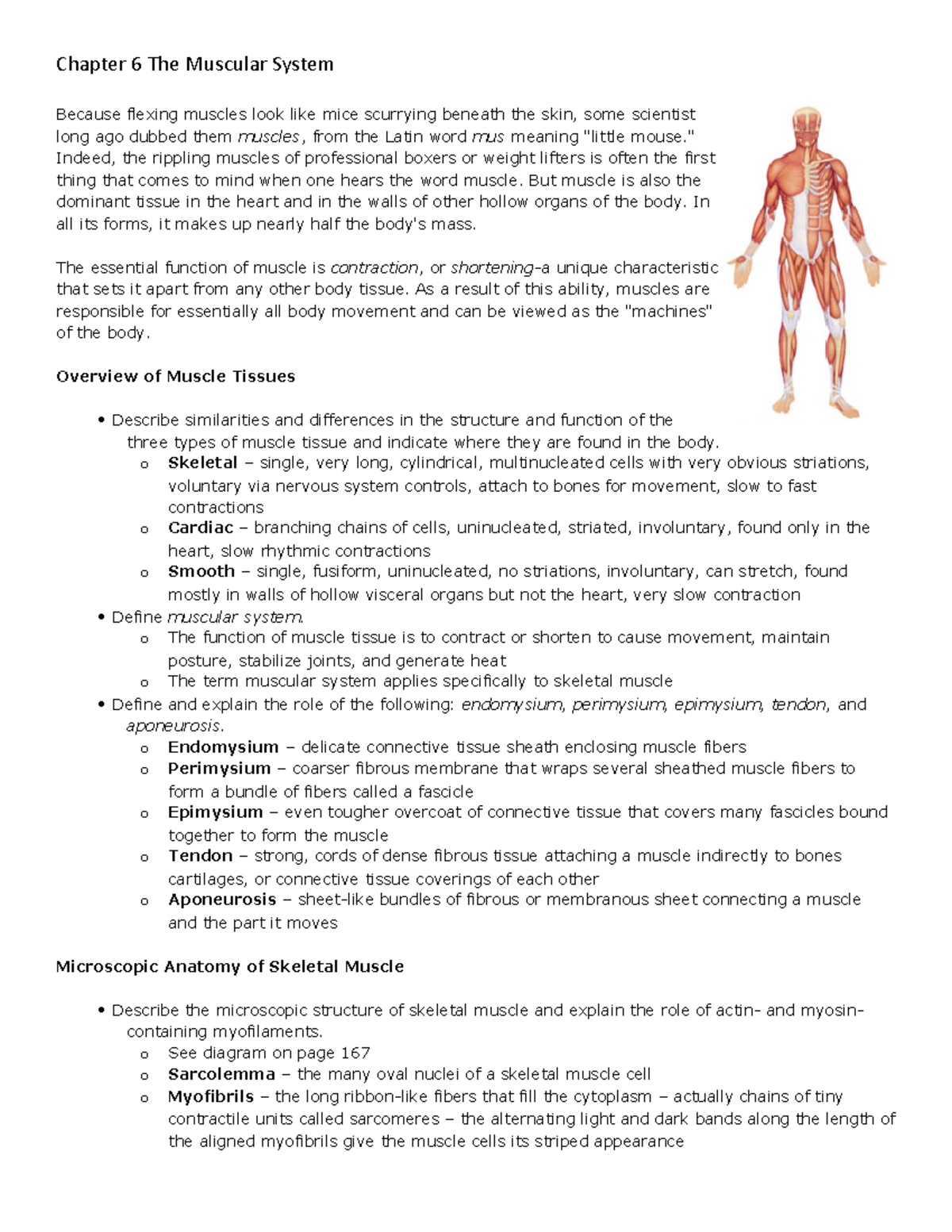 Chapter 6 The Muscular System 3 - Chapter 6 The Muscular System Because ...