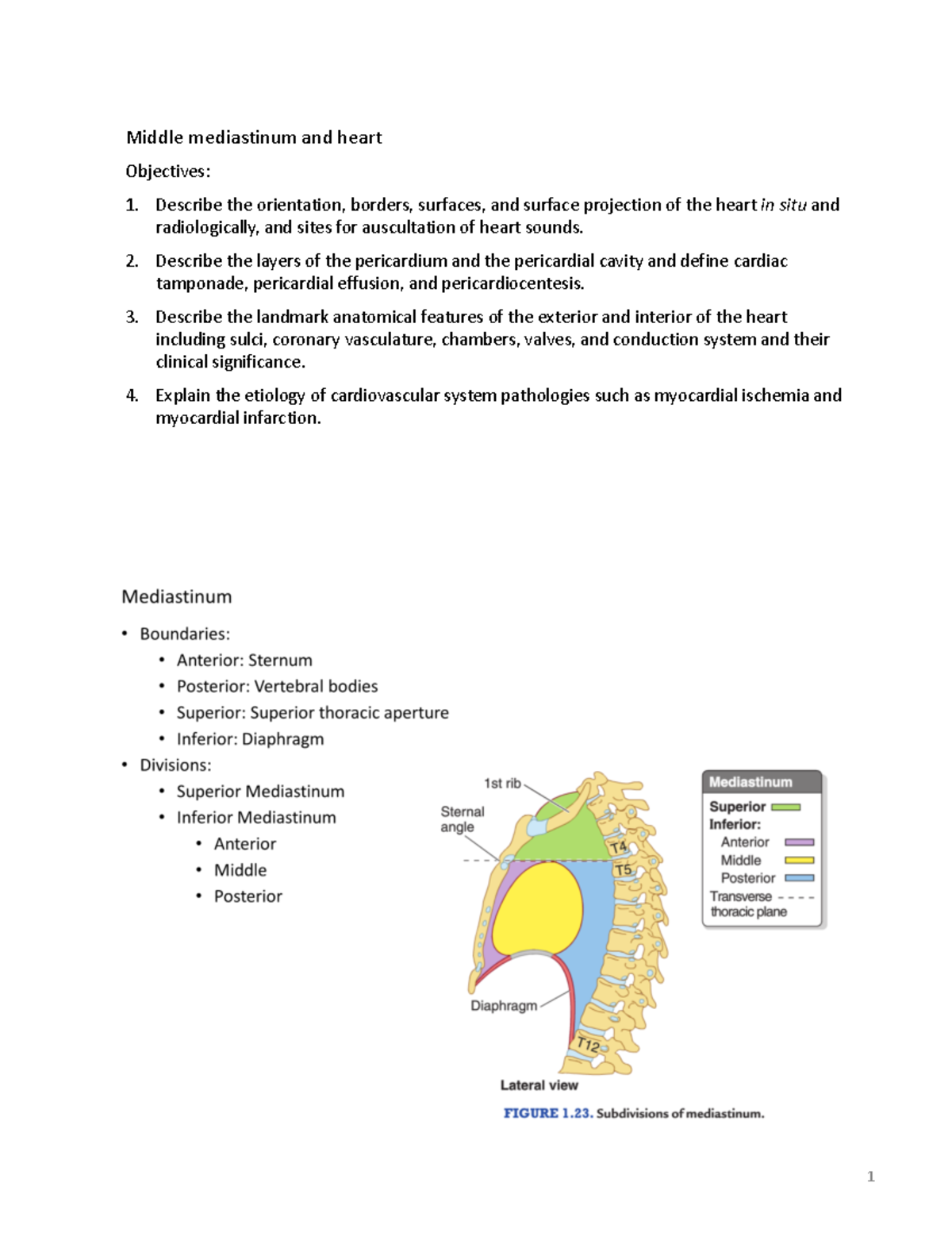 Httpscdn.inst fs iad prod.inscloudgate - Middle mediastinum and heart Objectives: Describe the ...