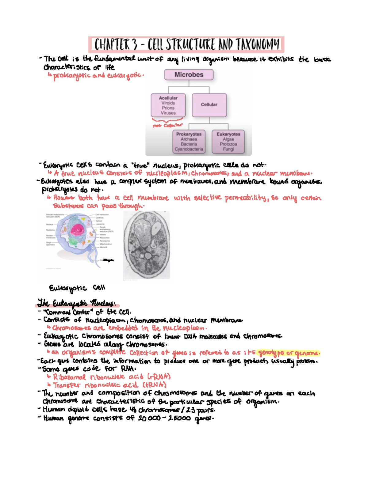 Chapter 3 - Cell Structure and Taxonomy - ####### Thecell is thefundamental unit of ...