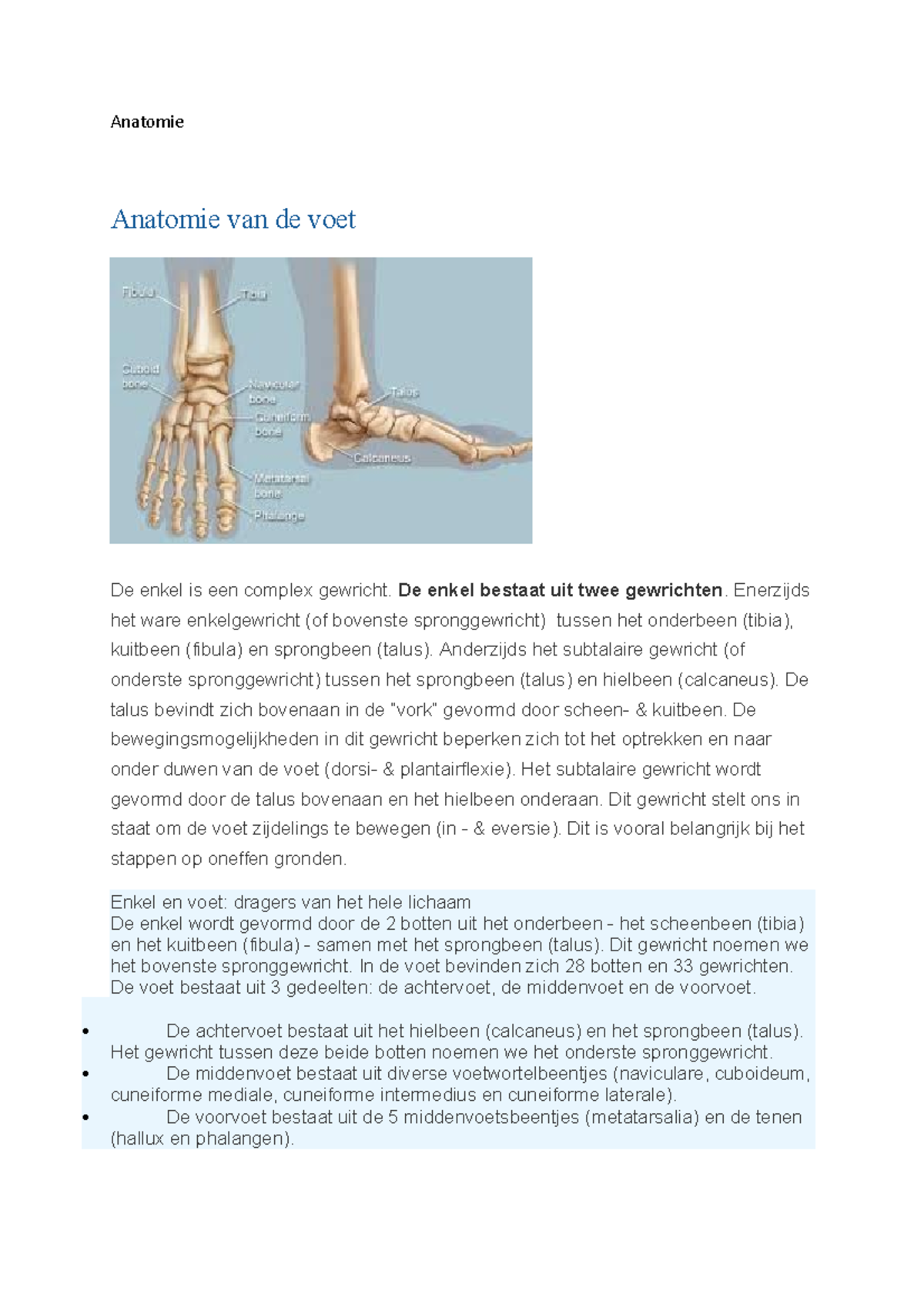 Anatomie enkel - Anatomie Anatomie van de voet - Studocu