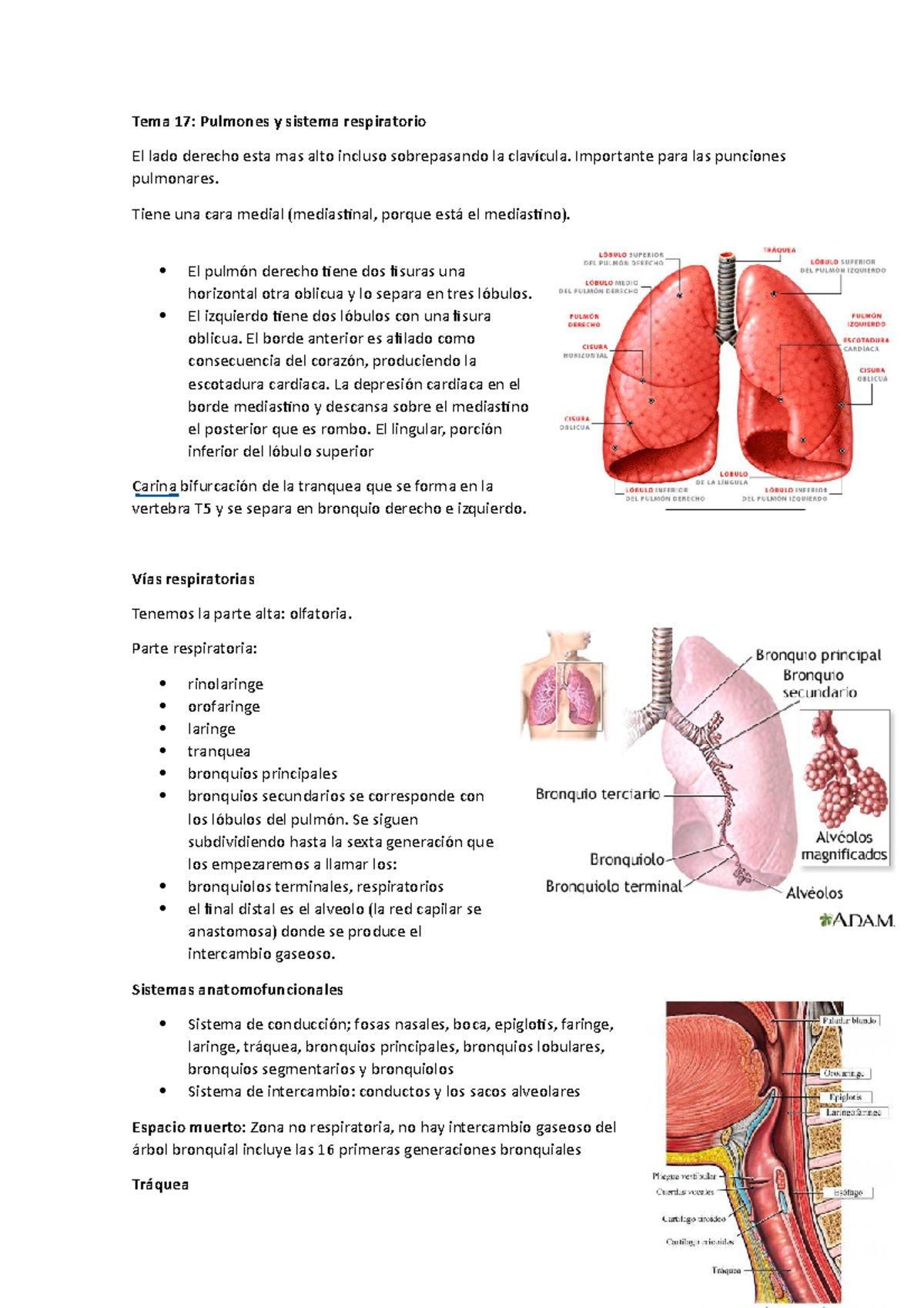 Tema 17 Pulmones y sistema respiratorio con rodolfo - Tema 17: Pulmones ...