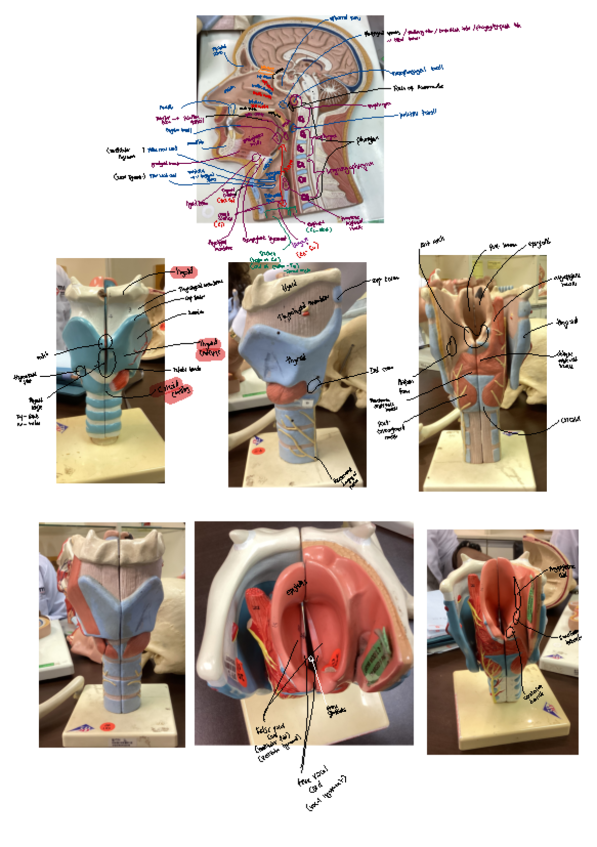 Respiratory Anatomy - ospe - sinus · V tub/auditory Mbe/ pharyngea ...