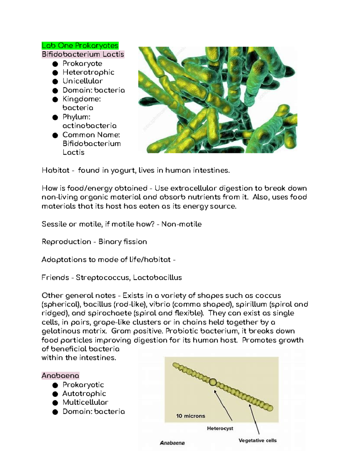 Bio 121 lab study - Lab One Prokaryotes Bifidobacterium Lactis ...
