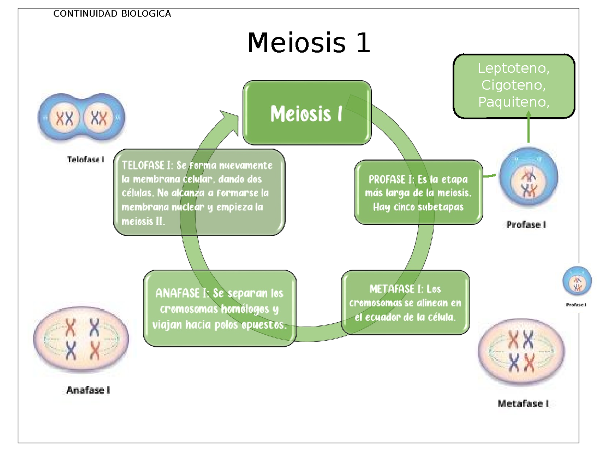 Meiosis 1 - Biologia - CONTINUIDAD BIOLOGICA Meiosis 1 Leptoteno ...