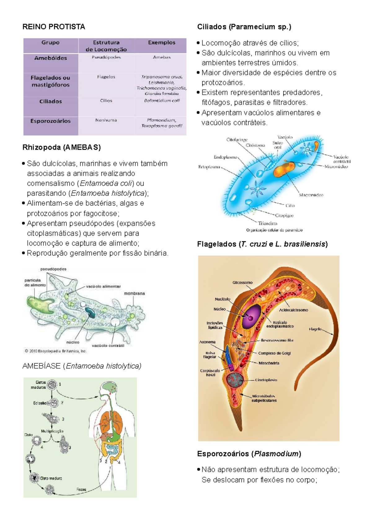 Reino Protista - GRUPOS, ESTRUTURAS, FORMAS DE LOCOMOÇÃO E EXEMPLOS DE ...
