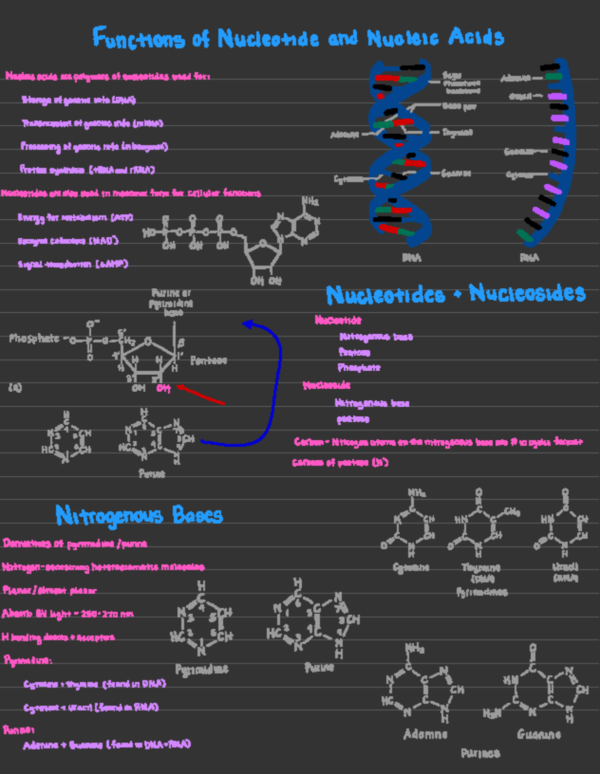 Module 5 Lesson 1 Nucleotides Structure and Function - Functions of Nucleotide and Nucleic Acids ...