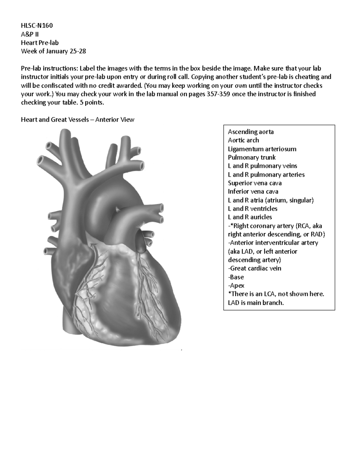 Heart Prelab - HLSC-N A&P II Heart Pre-lab Week of January 25- Pre-lab ...