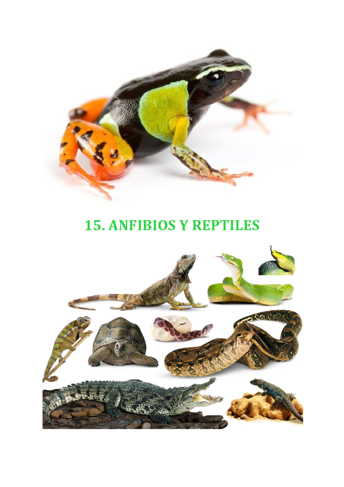 15. Anfibios y Reptiles - 15. ANFIBIOS Y REPTILES ANFIBIOS Filogenia y ...