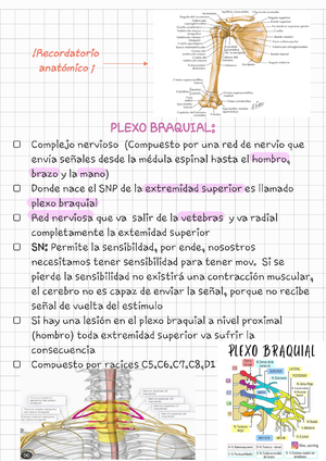 Anatomía Clase 1 Y 2 - Apuntes de la Unidad 1 de Anatomía Descriptiva ...