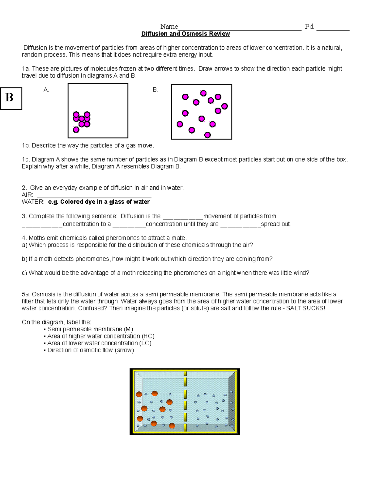 Diffusion and Osmosis Review - Name ...