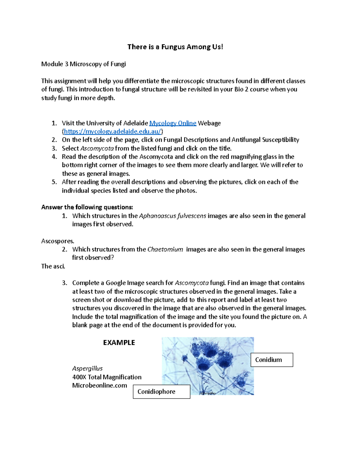 Aspergillus 400x Labeled