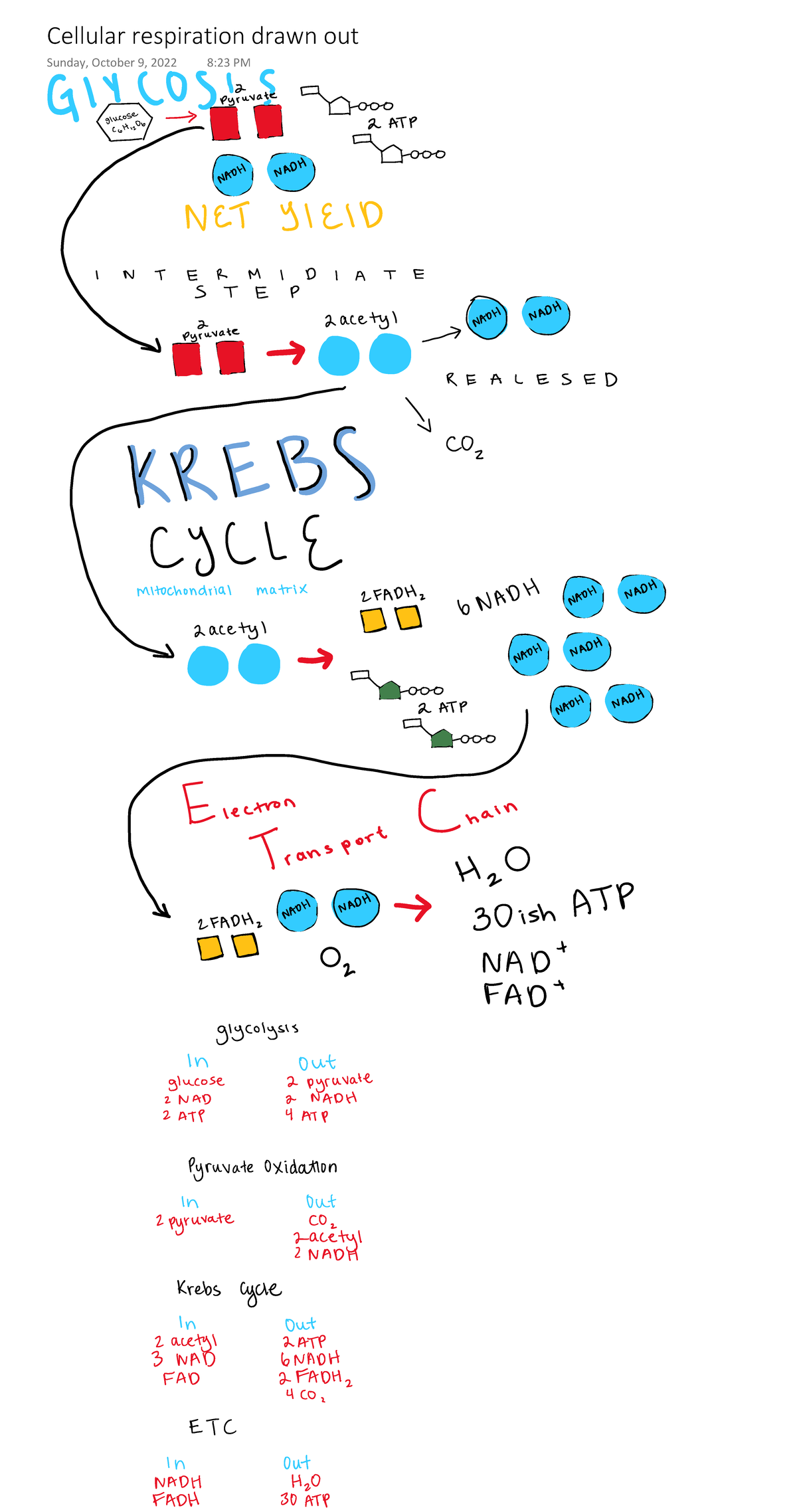 Cellular respiration drawn out - Studocu