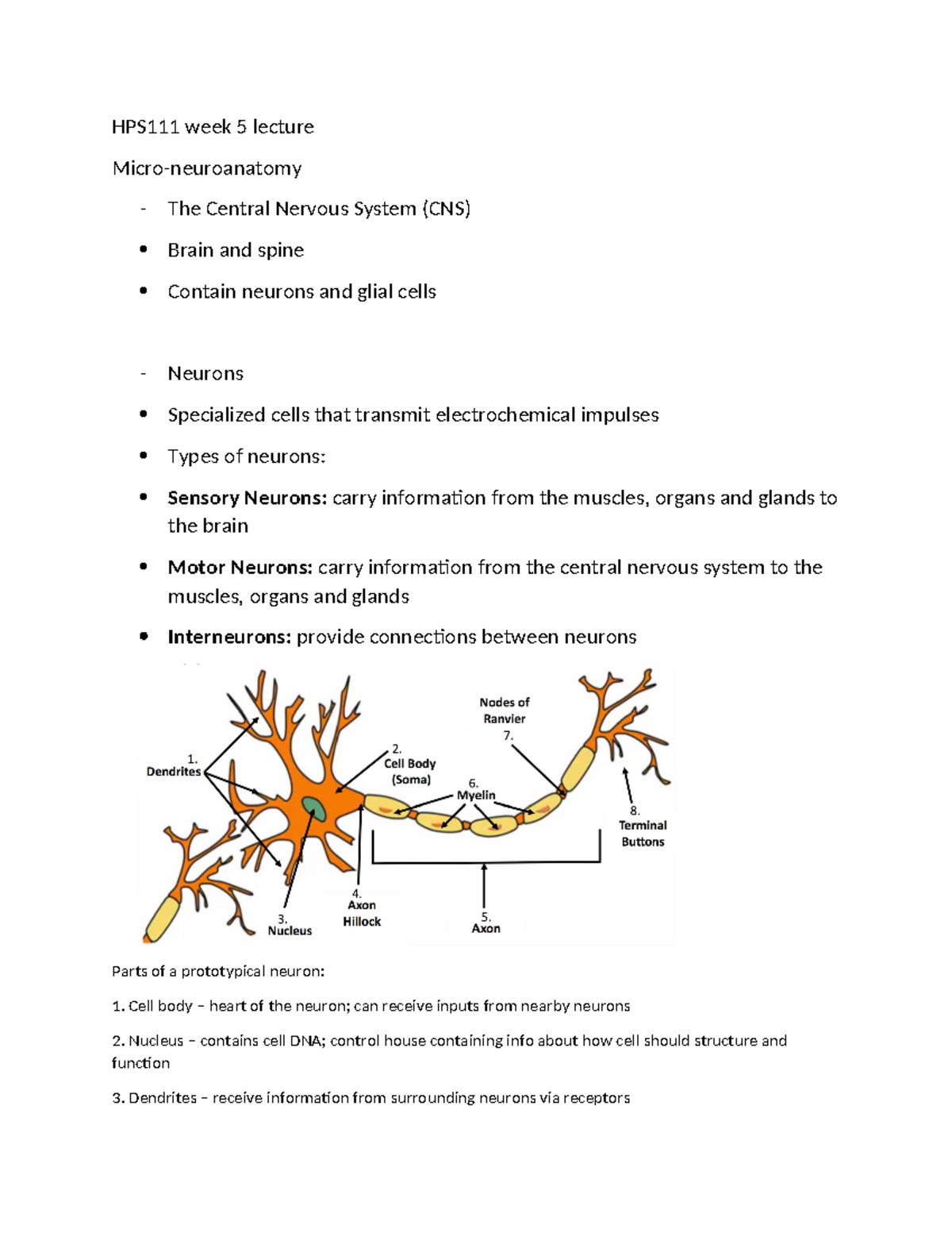 HPS111 week 5 lecture - HPS111 week 5 lecture Micro-neuroanatomy - The Central Nervous System ...