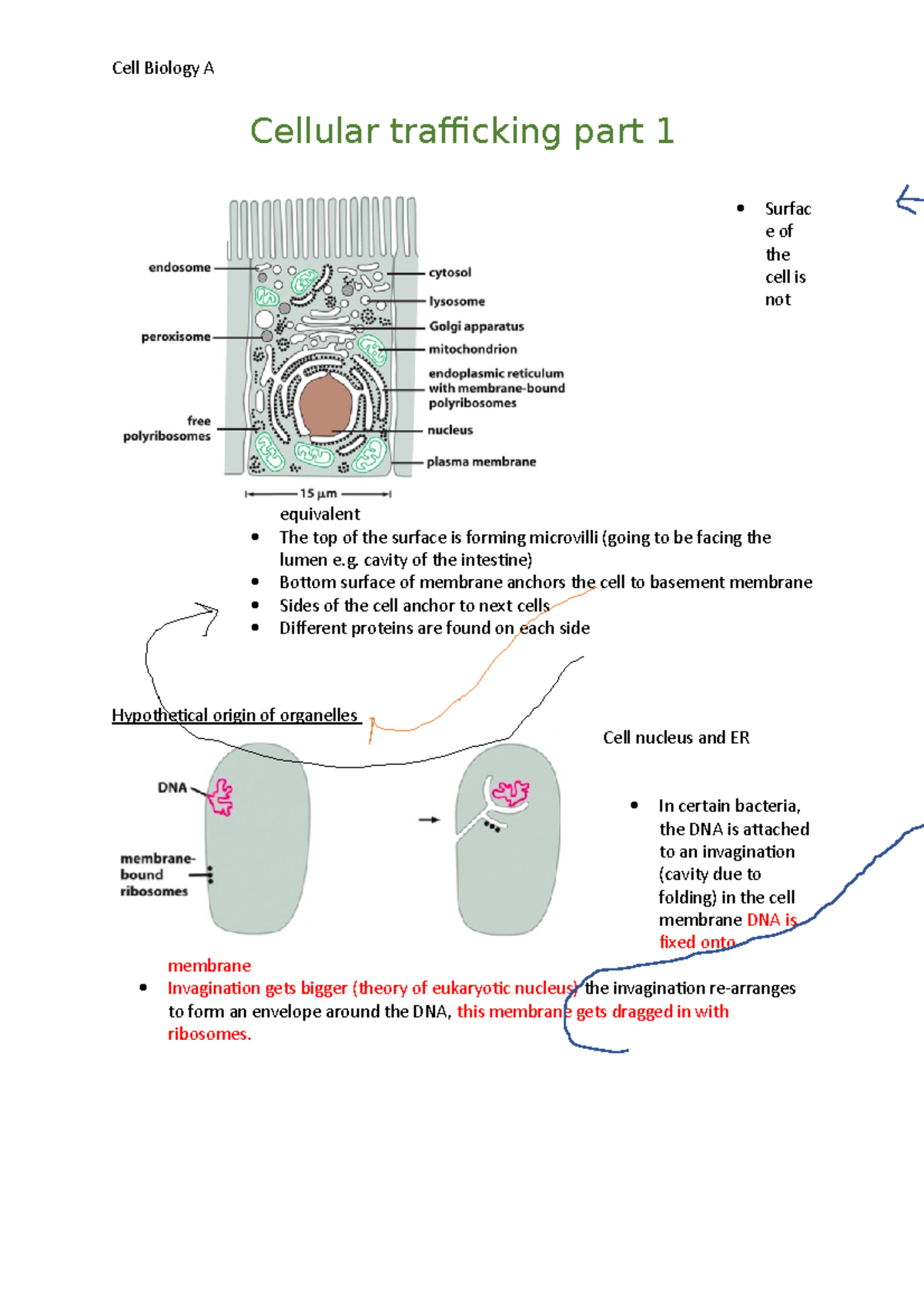 Cell Biology A-Cellular trafficking - Cellular trafficking part 1 ...