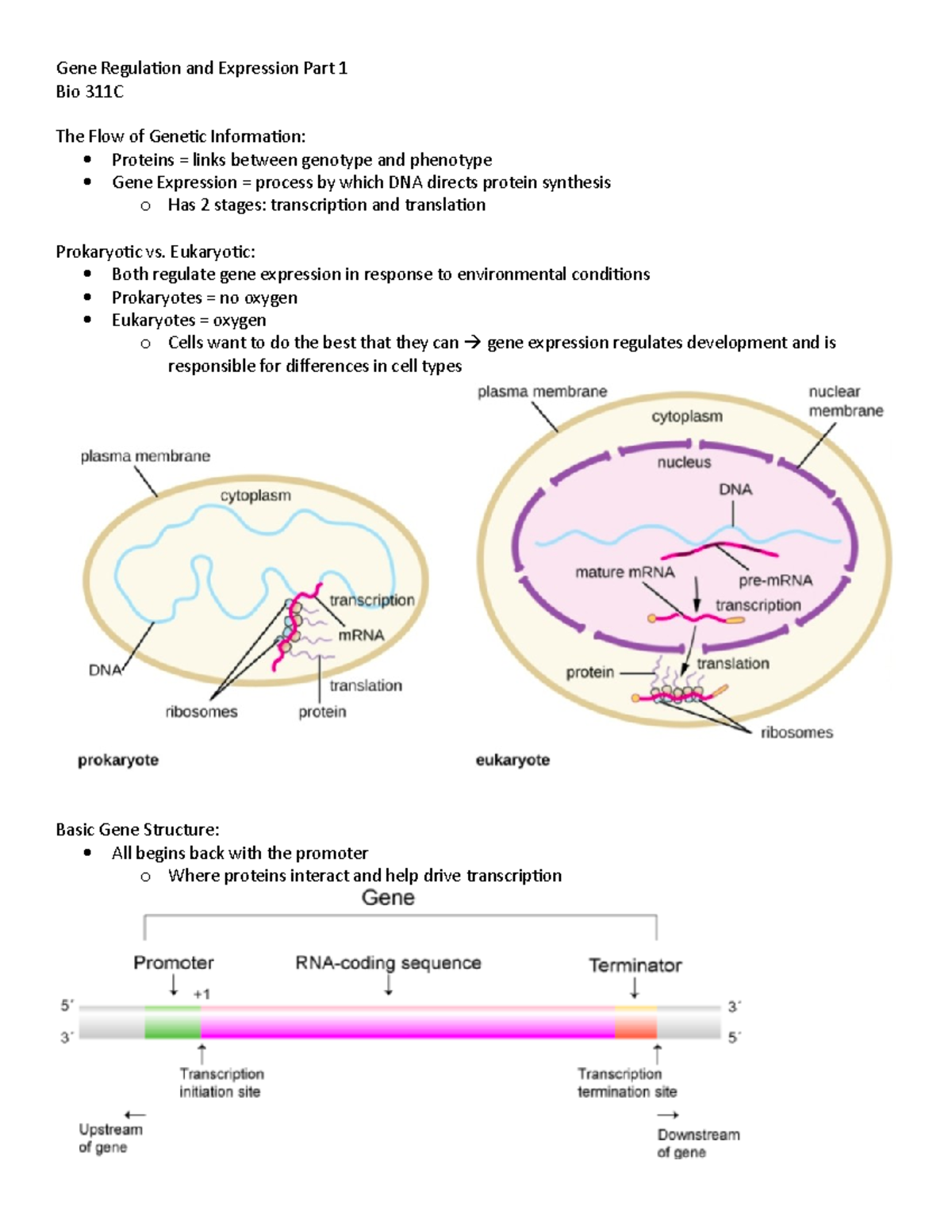 Gene Regulation and Expression Part 1 - Eukaryotic: Both regulate gene ...