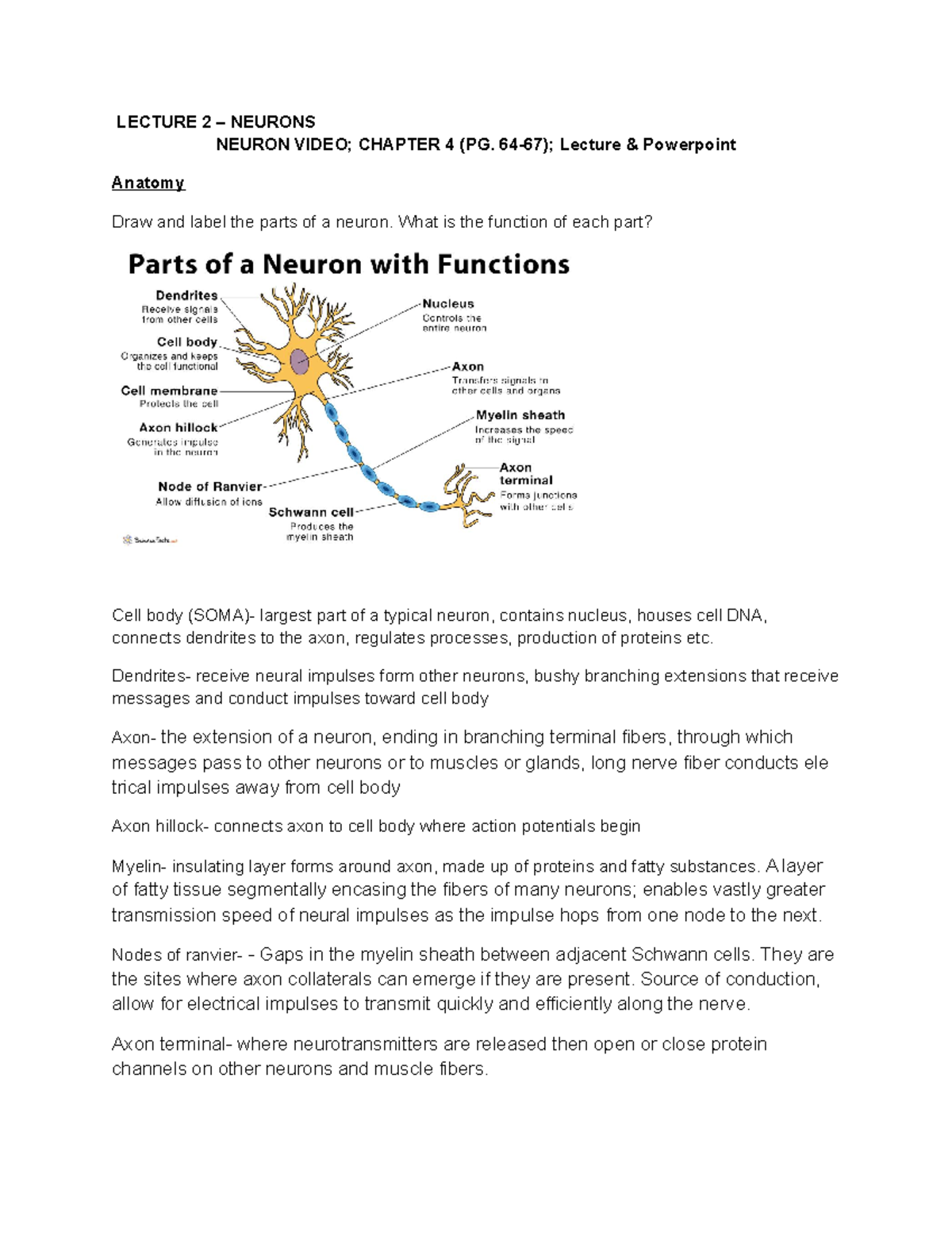 Motor Dev Lecture 2 – Neurons - LECTURE 2 – NEURONS NEURON VIDEO ...