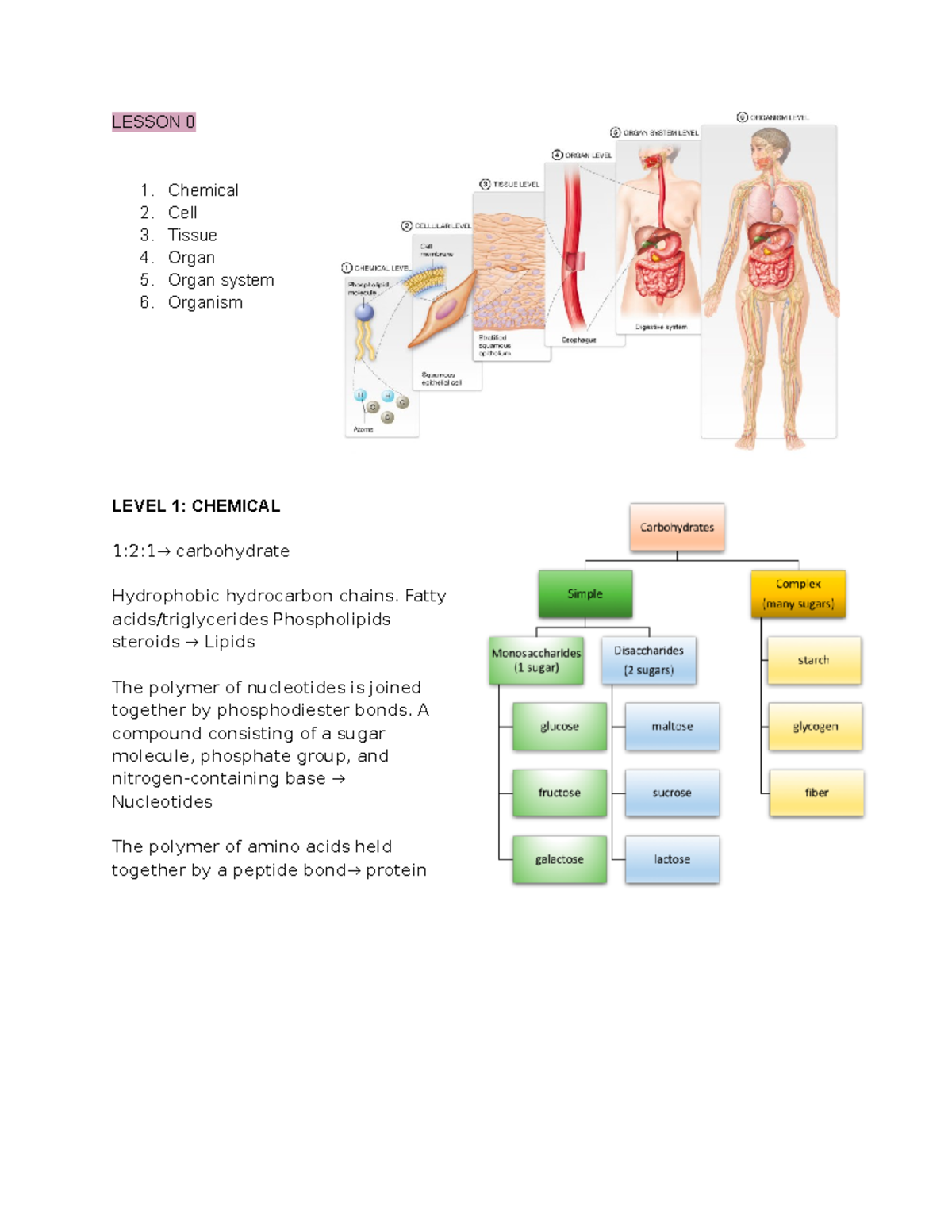 Bio 252 notes exam 1 - LESSON 0 Chemical Cell Tissue Organ Organ system ...